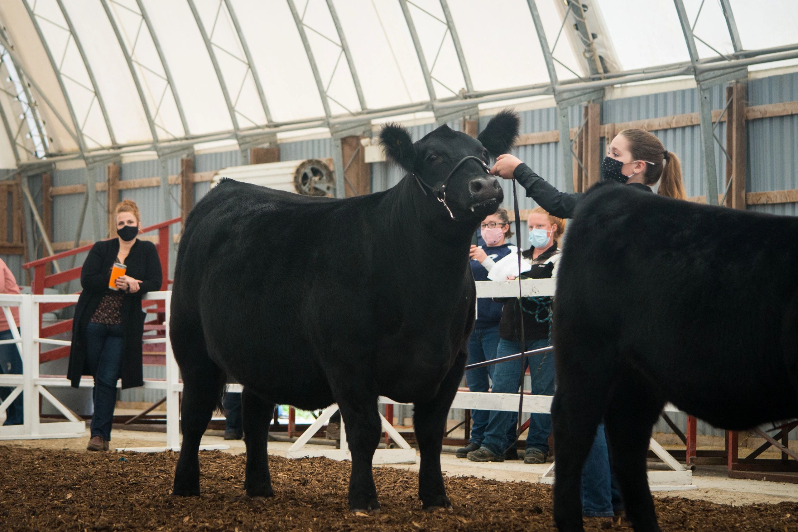 Phillips Cattle Company