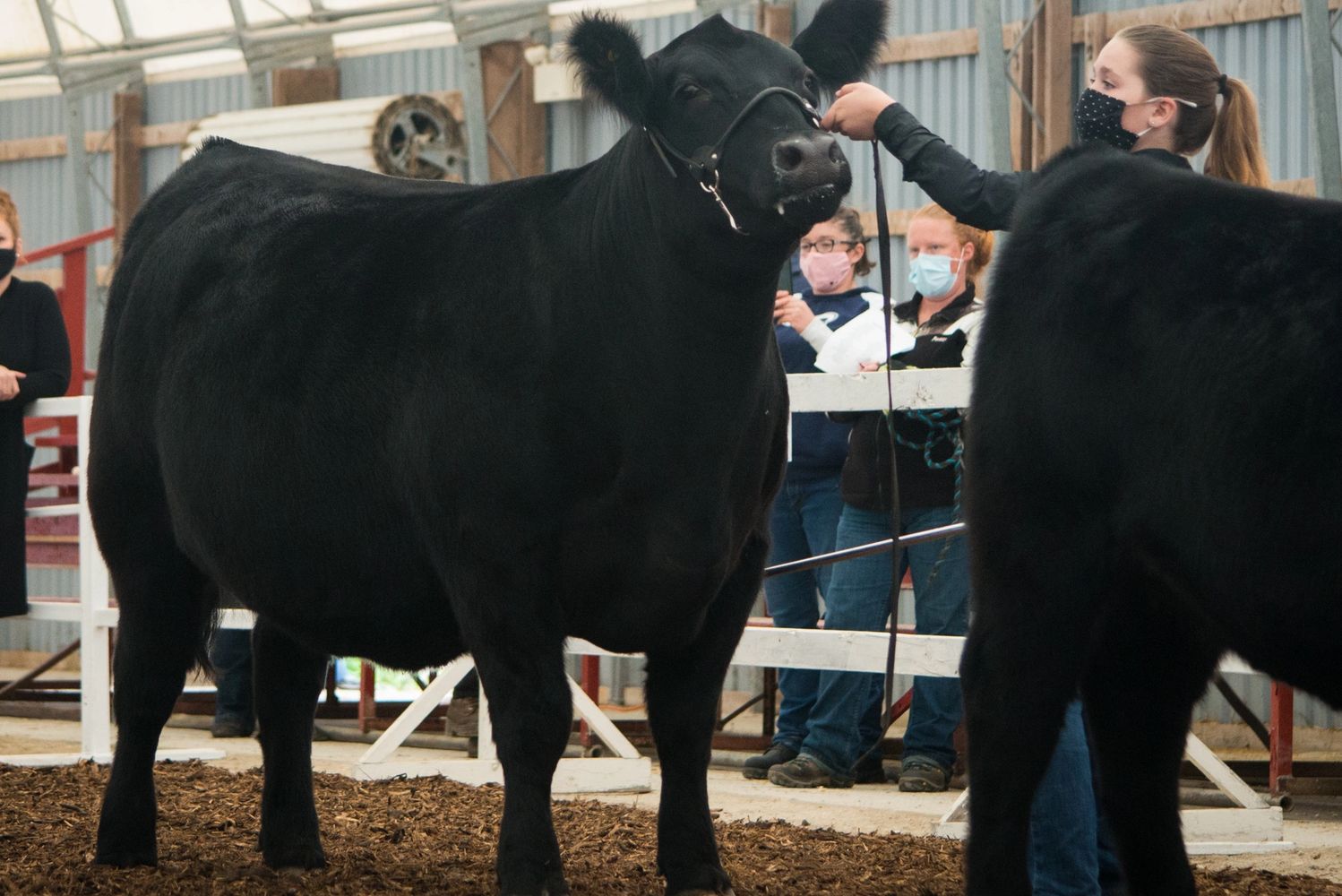 Phillips Cattle Company