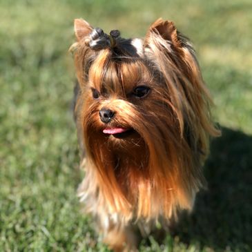 KIMBRAYSYORKIES - Yorkshire Terriers, Yorkies, Puppies