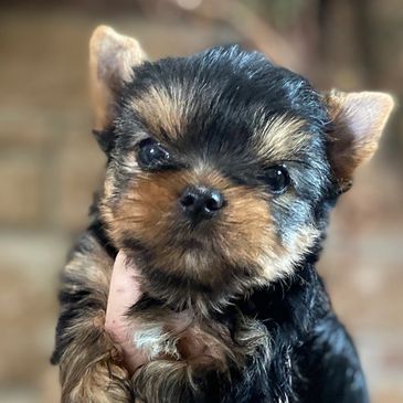 KIMBRAYSYORKIES - Yorkshire Terriers, Yorkies, Puppies