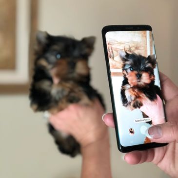 KIMBRAYSYORKIES - Yorkshire Terriers, Yorkies, Puppies