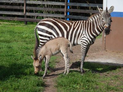 Minizonkey Sales | Coastable - Minizonkey Breeding