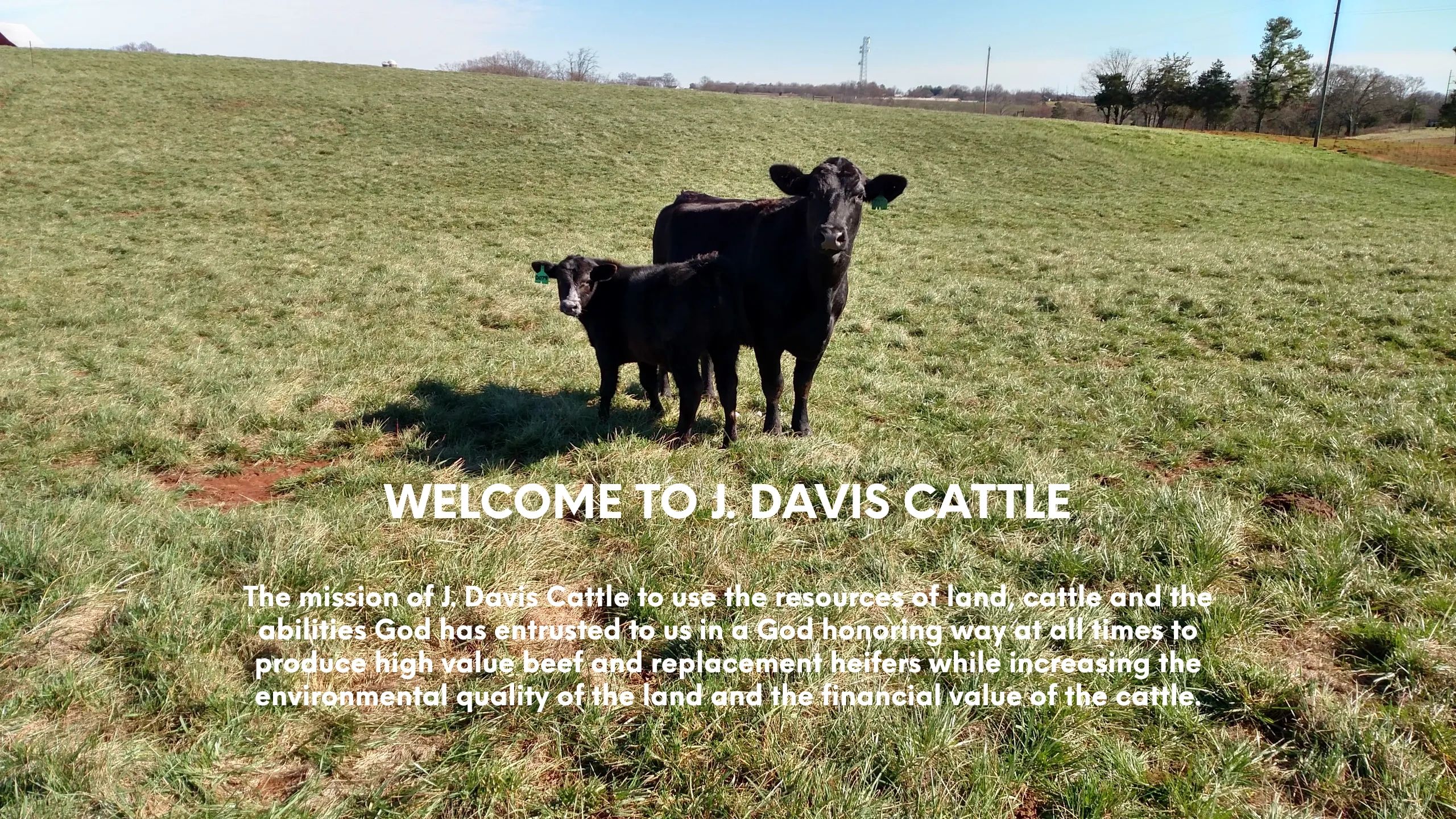 J. Davis Cattle