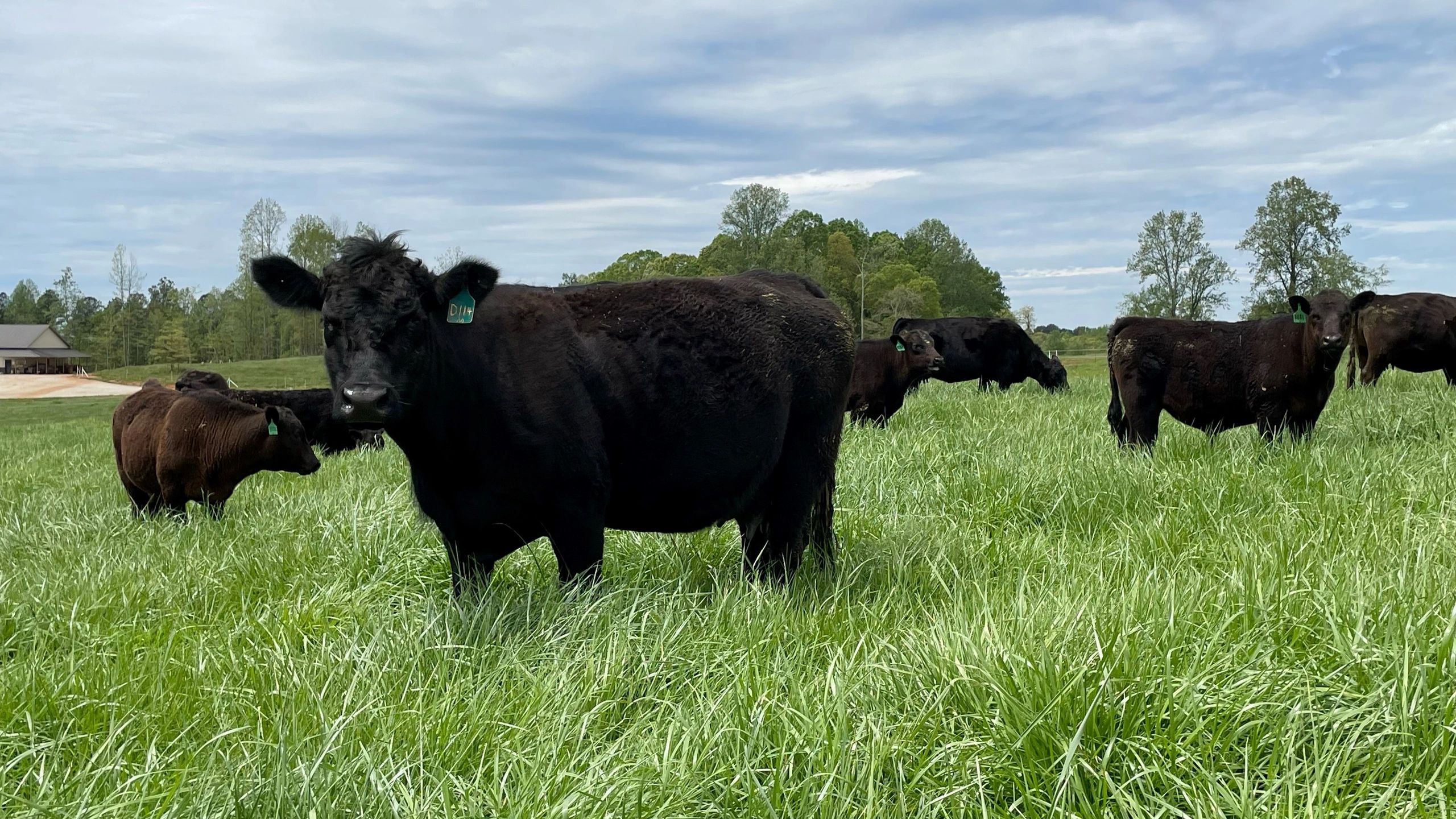 J. Davis Cattle