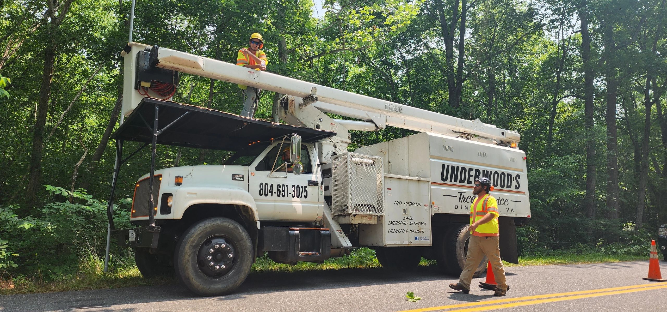 Expert Tree Service for Trimming and Removal