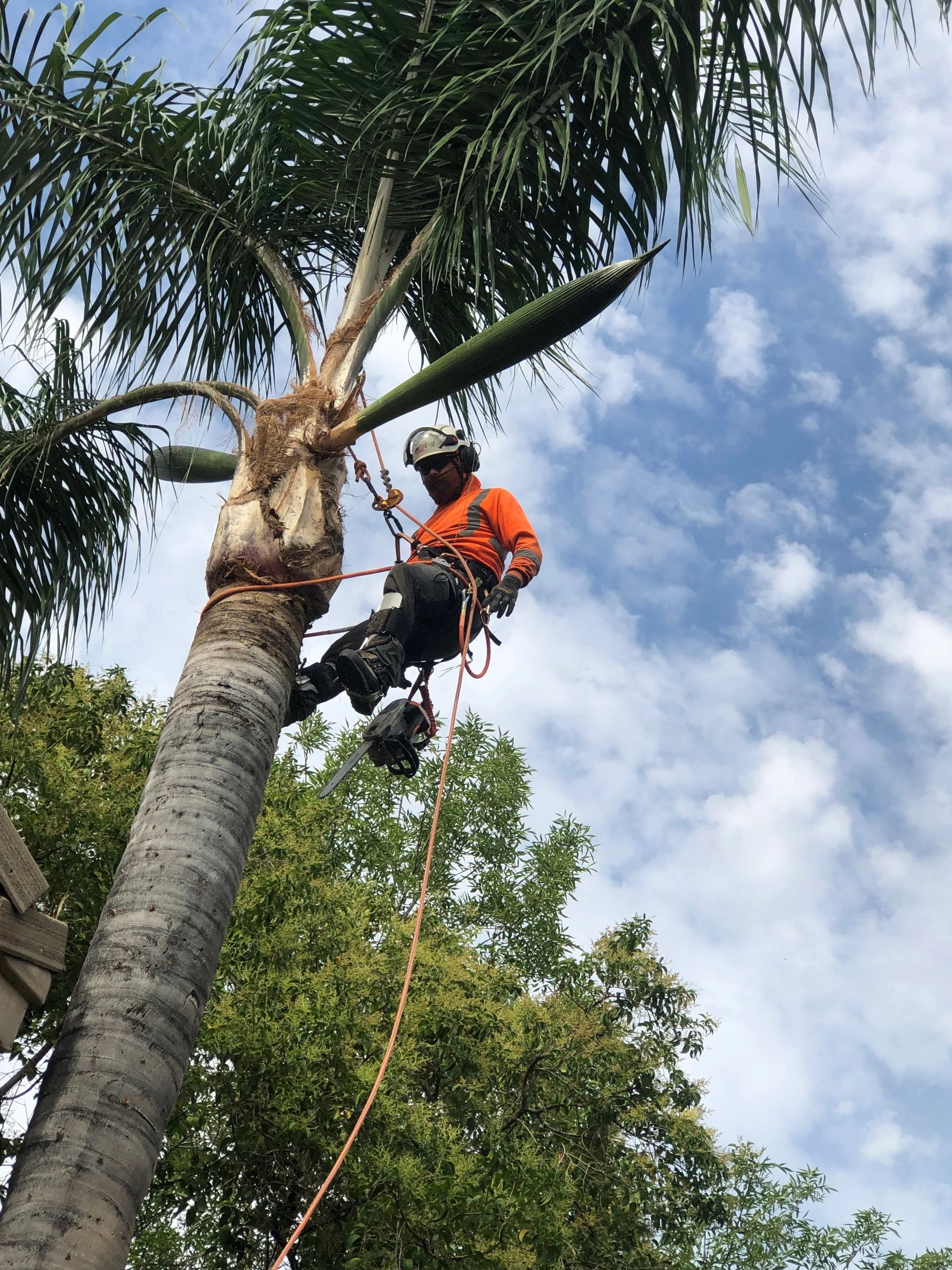 Top Tree Service In Jurupa Valley