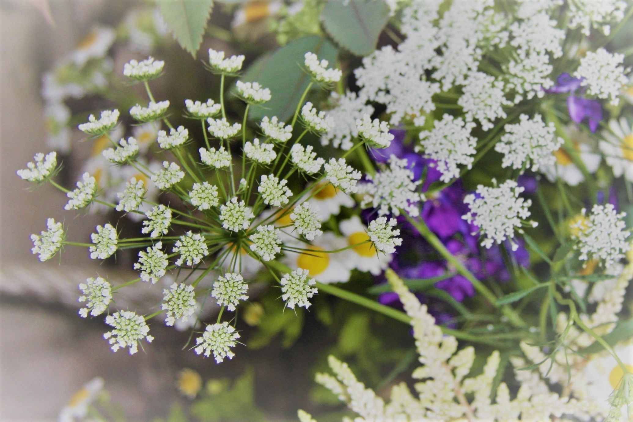 Willow green flower farm