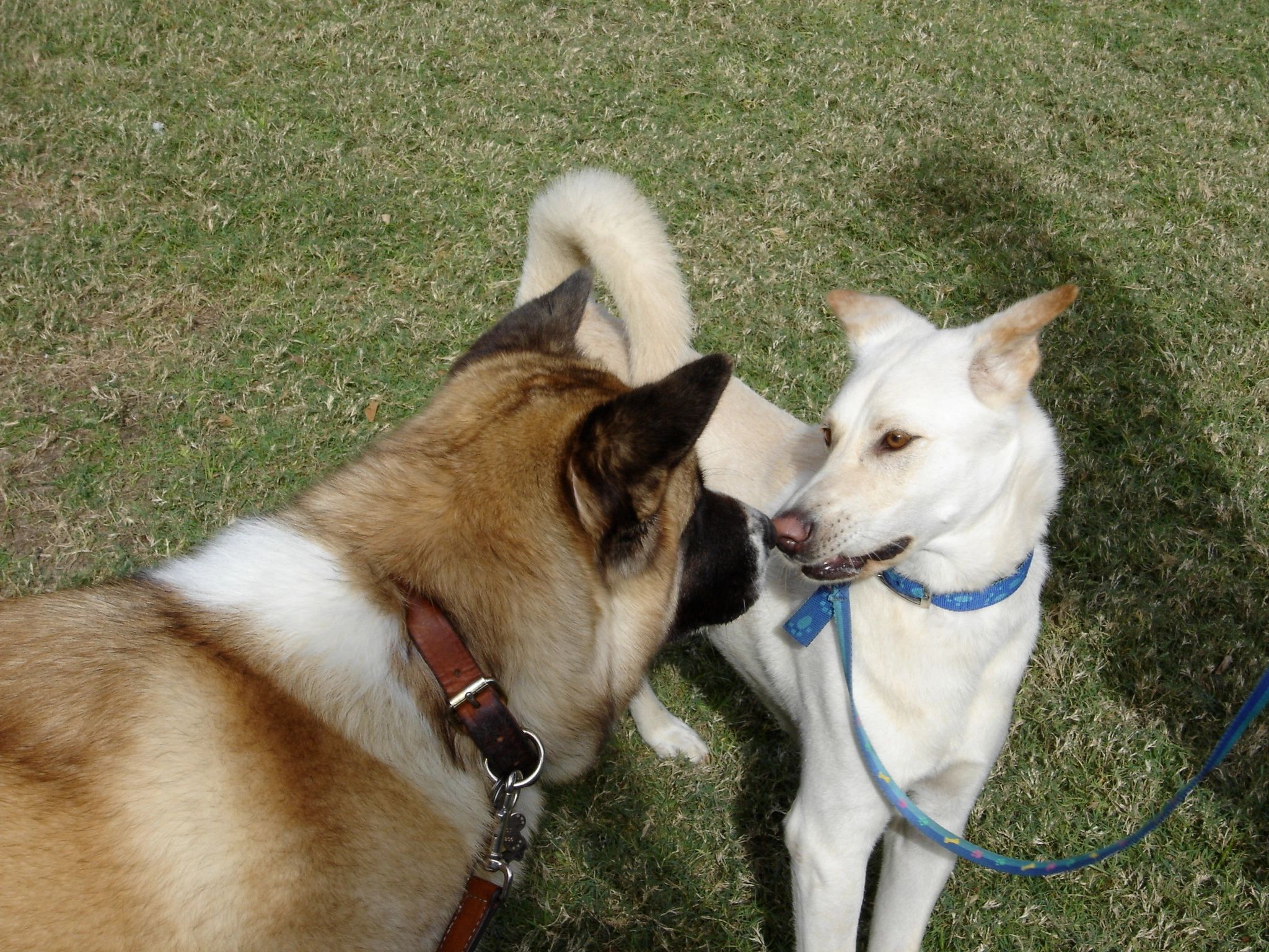 Dog Training - ProDog Hawaii