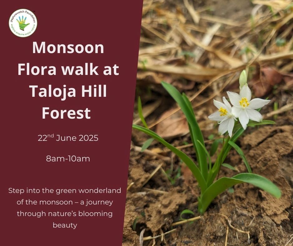 22 June 2025- Monsoon Flora Walk at Taloja Hill Forest