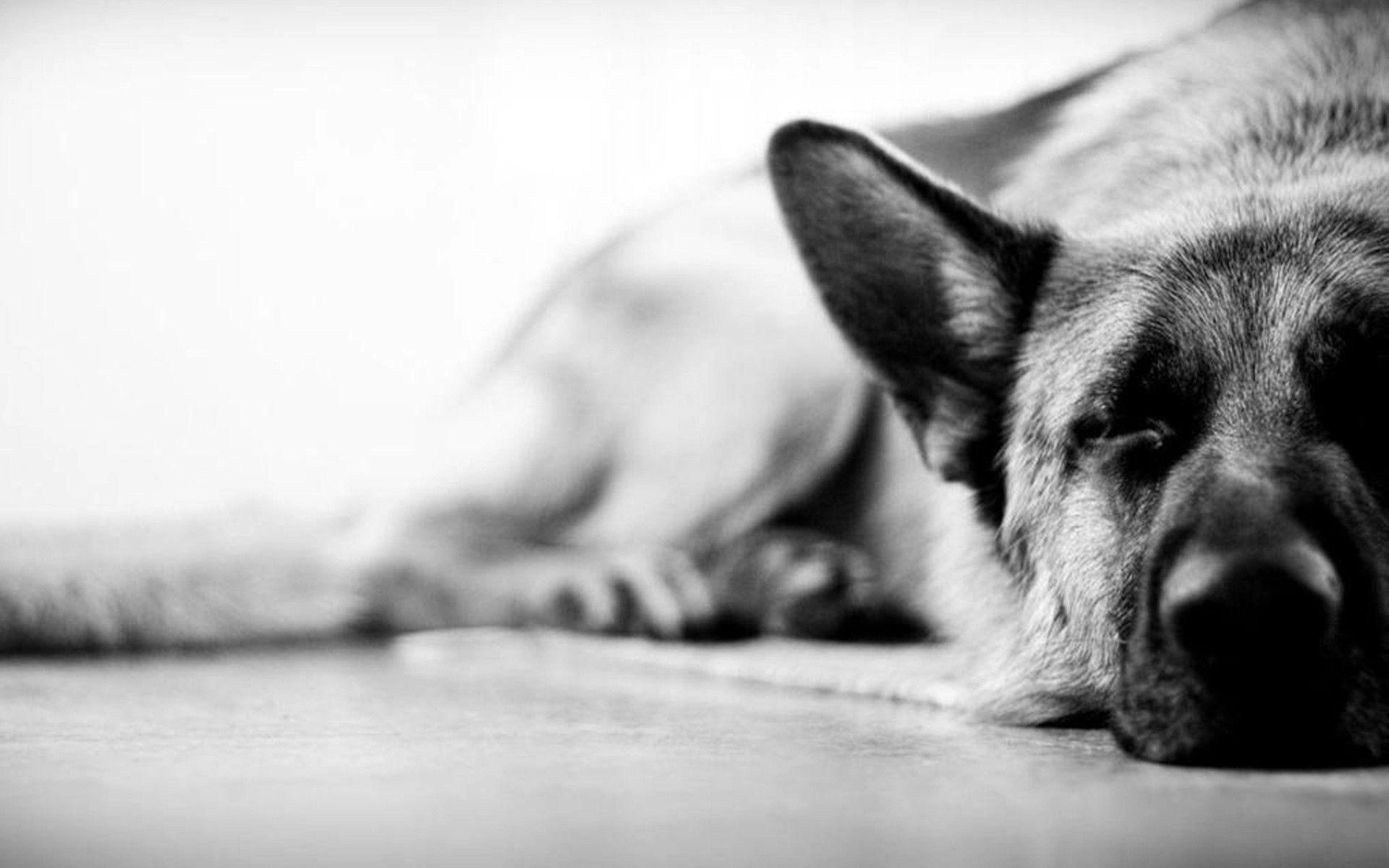 Grand Canyon German Shepherd Dog Club