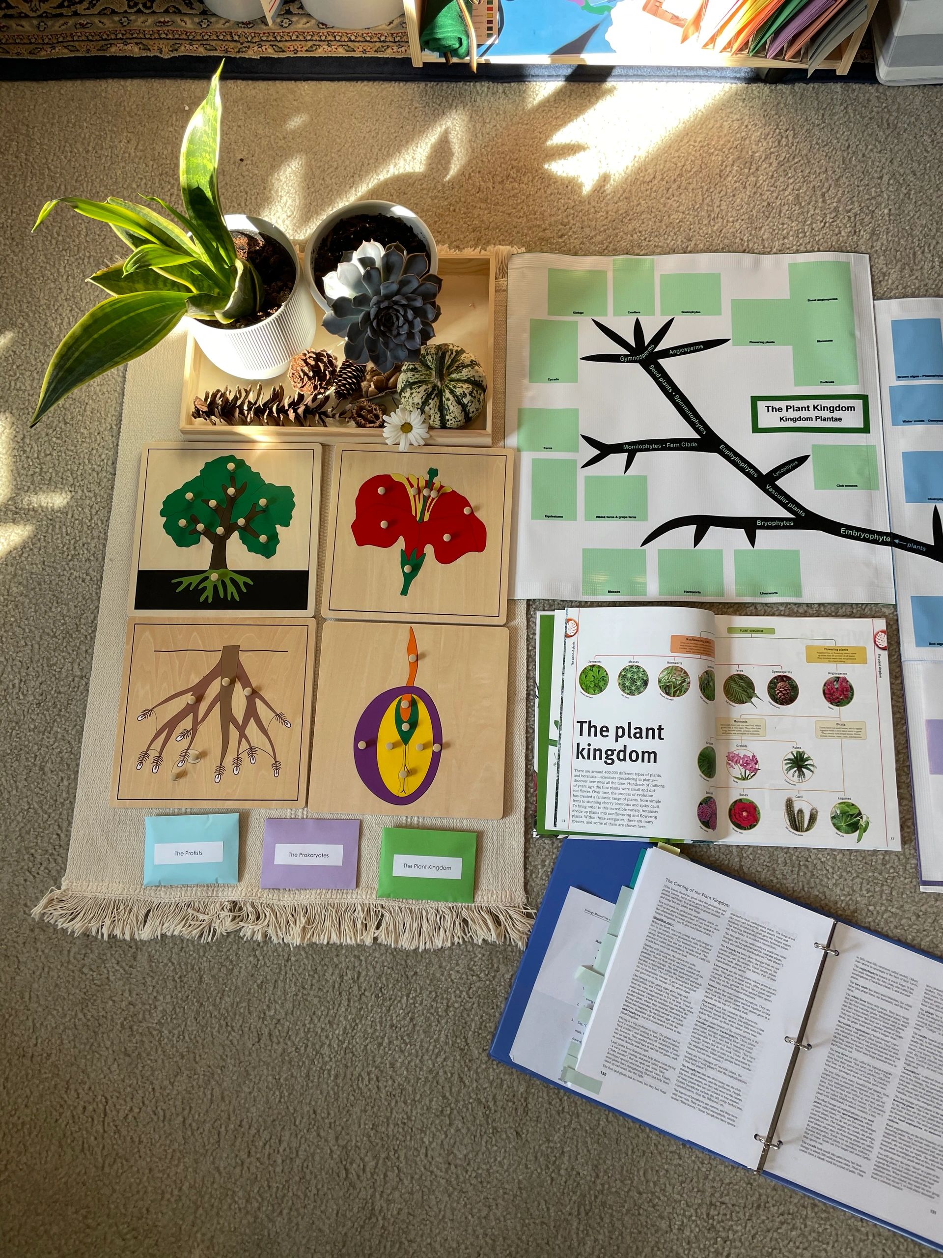Tree of Life: Plants