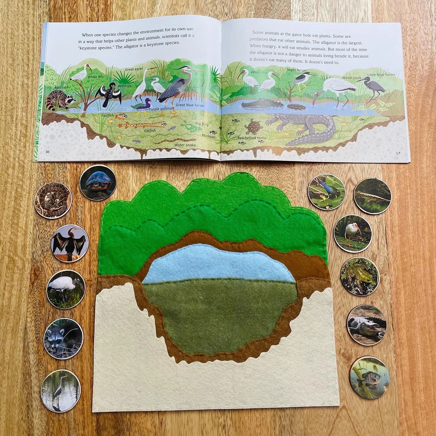 Life in an Alligator Hole