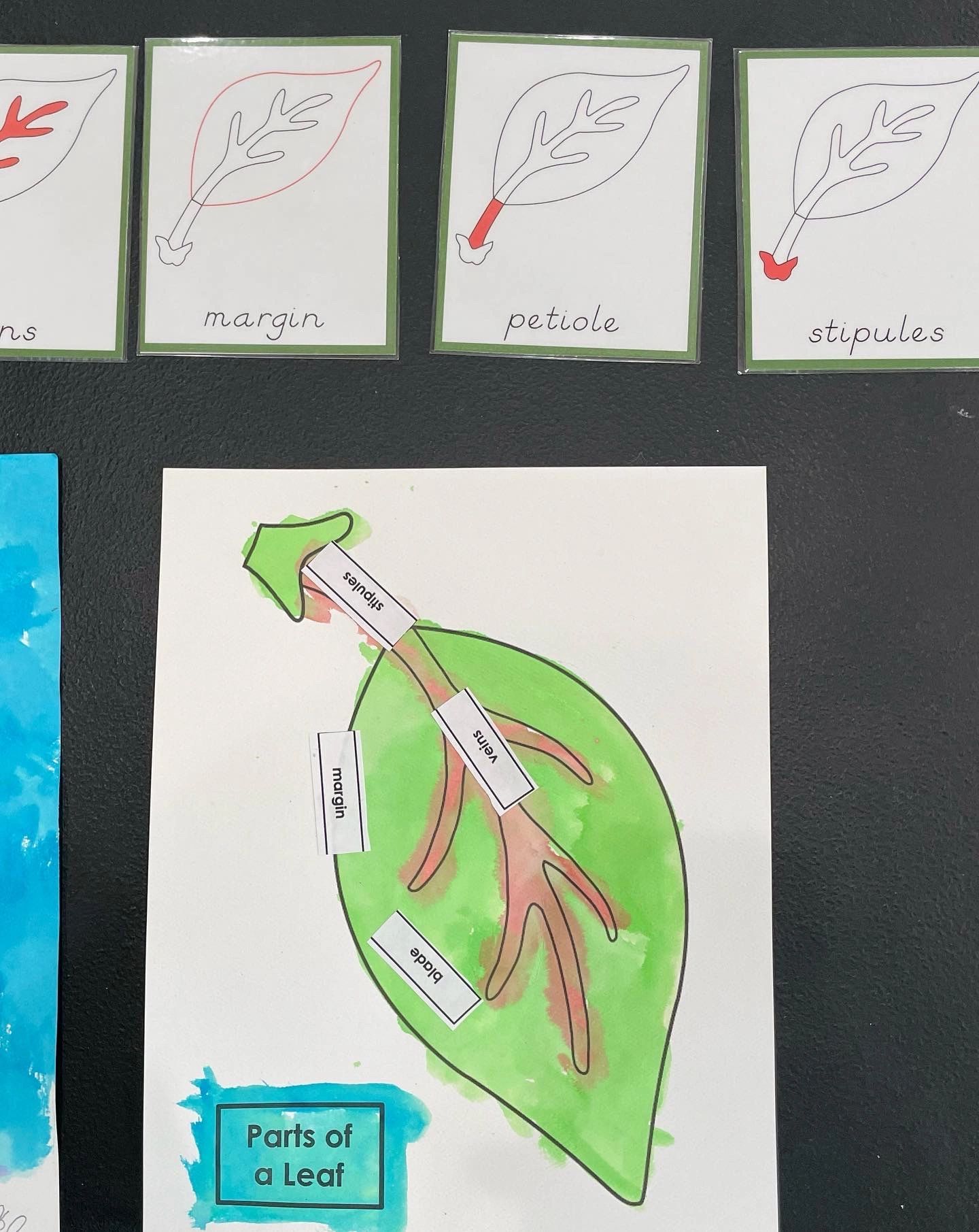 Parts Of A Leaf For Kids