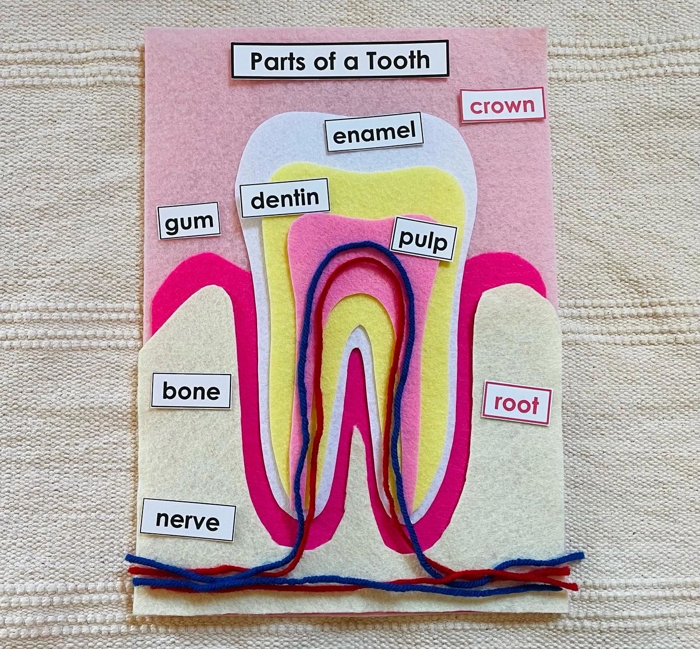 Human Anatomy: Teeth