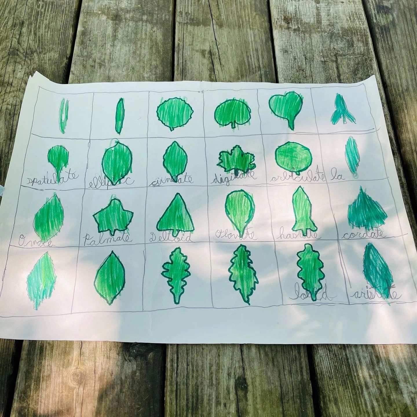 Leaf Identification Charts