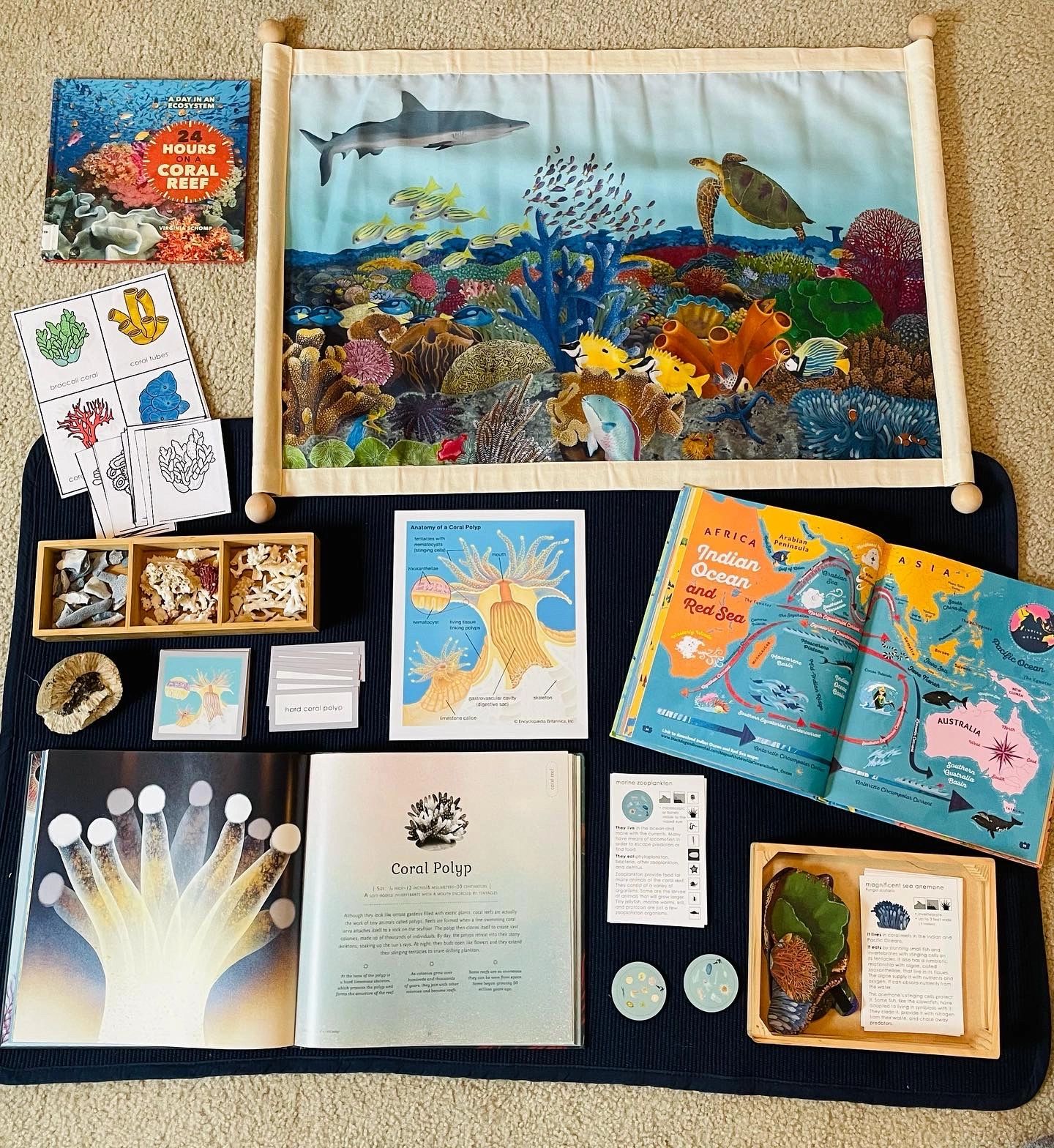 Exploring Coral Reefs