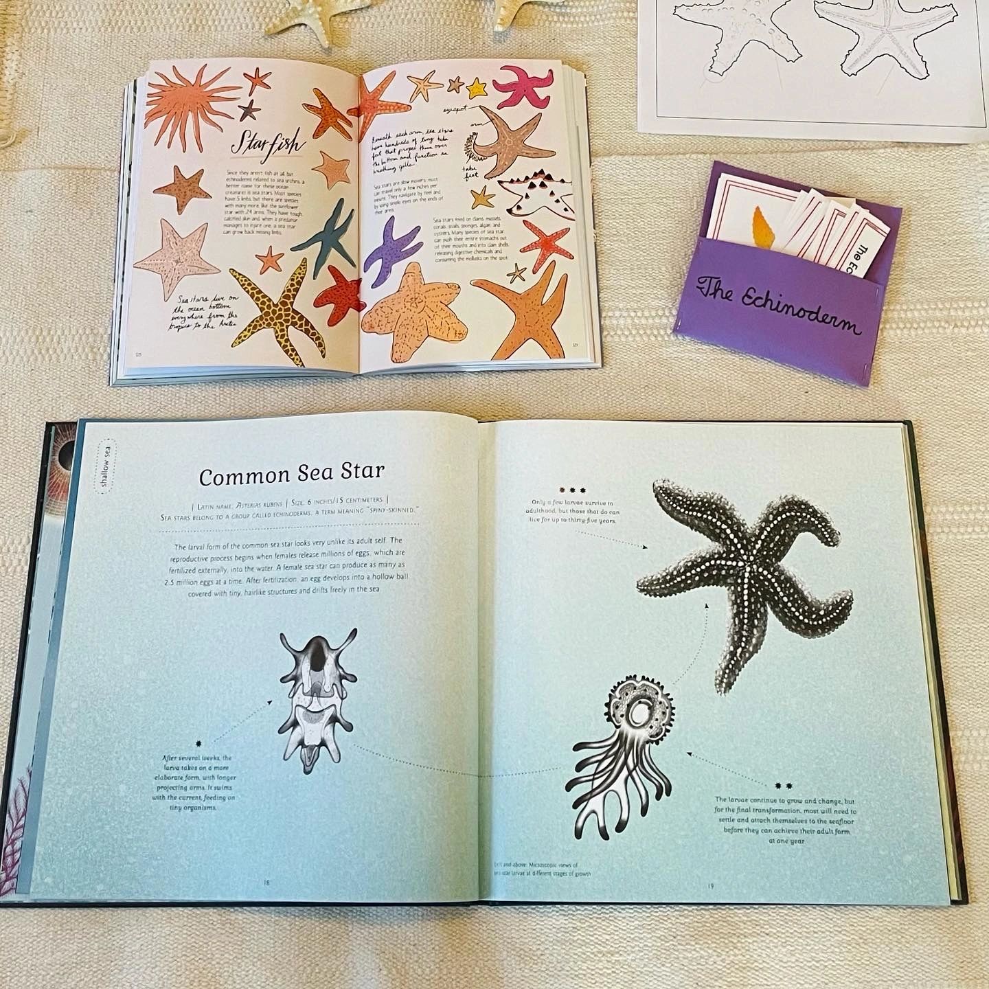 Echinoderms: Learning About Sea Stars