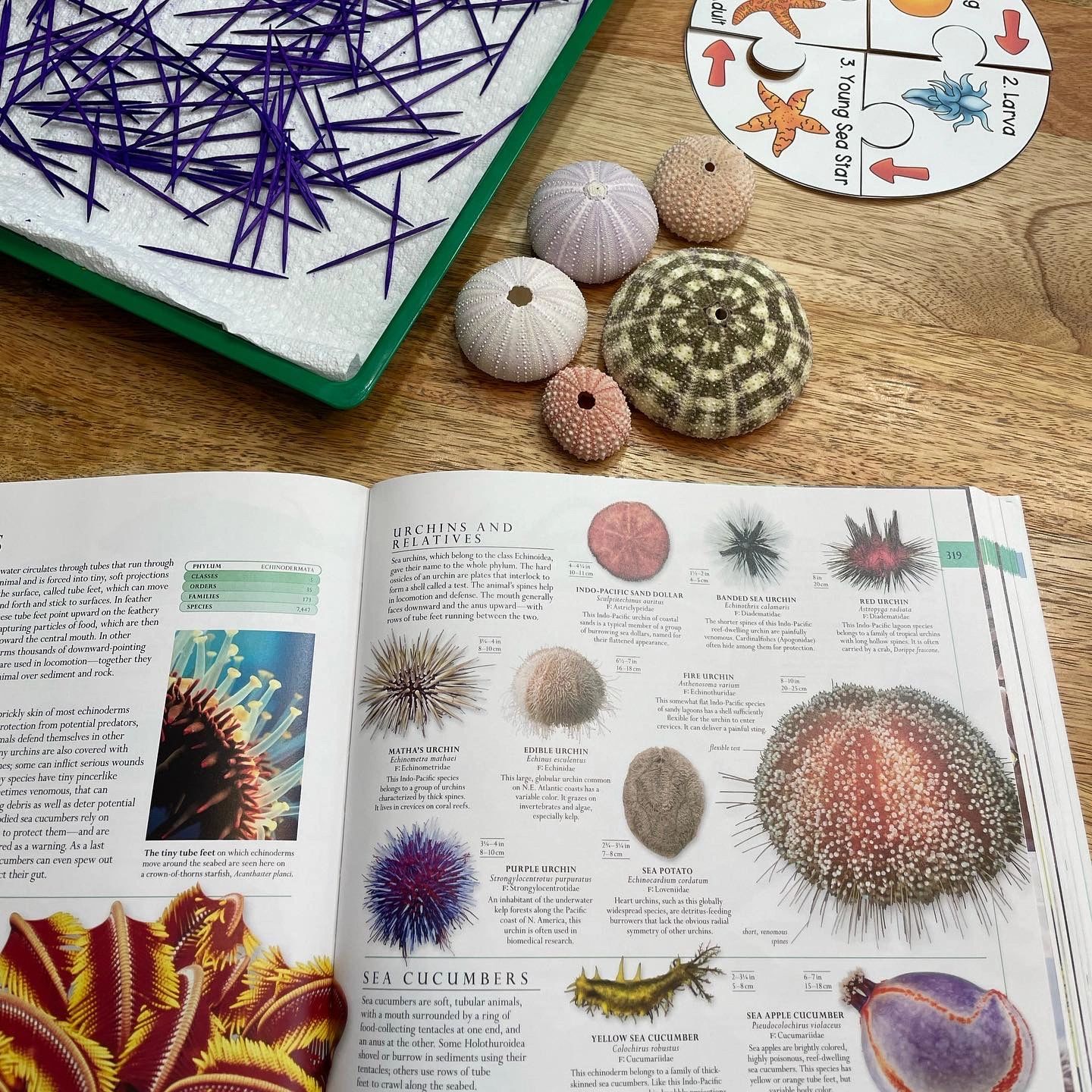 Echinoderms: Learning About Sea Urchins