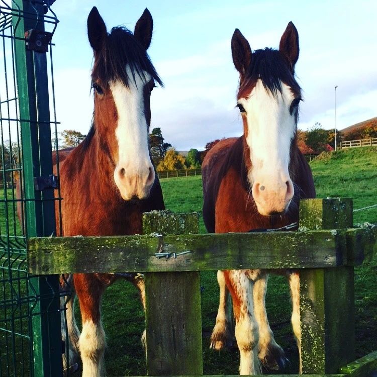 Carriage drive and meet and greet with the horses