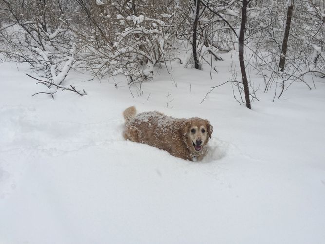 Tusco Sesame | Tusco Sesame