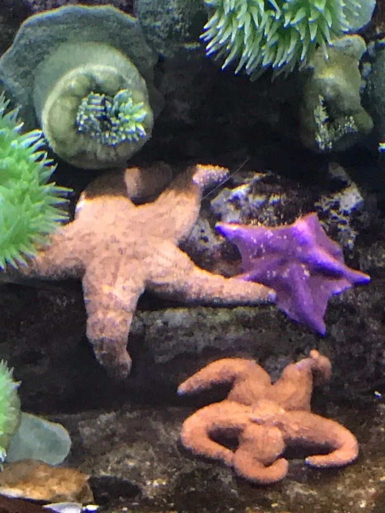 10 Sea Star Facts