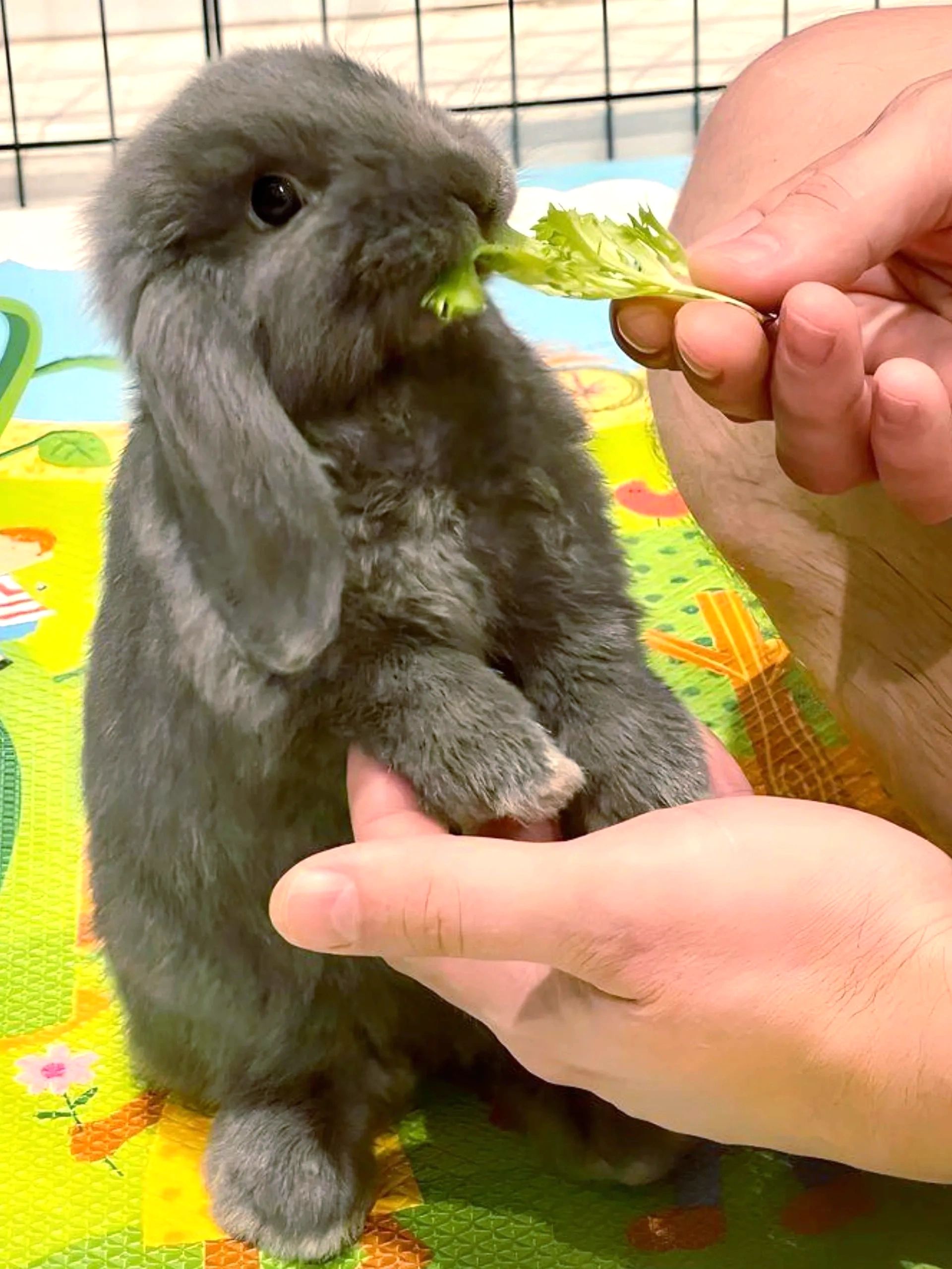 Newborn Lop Ear Rabbits