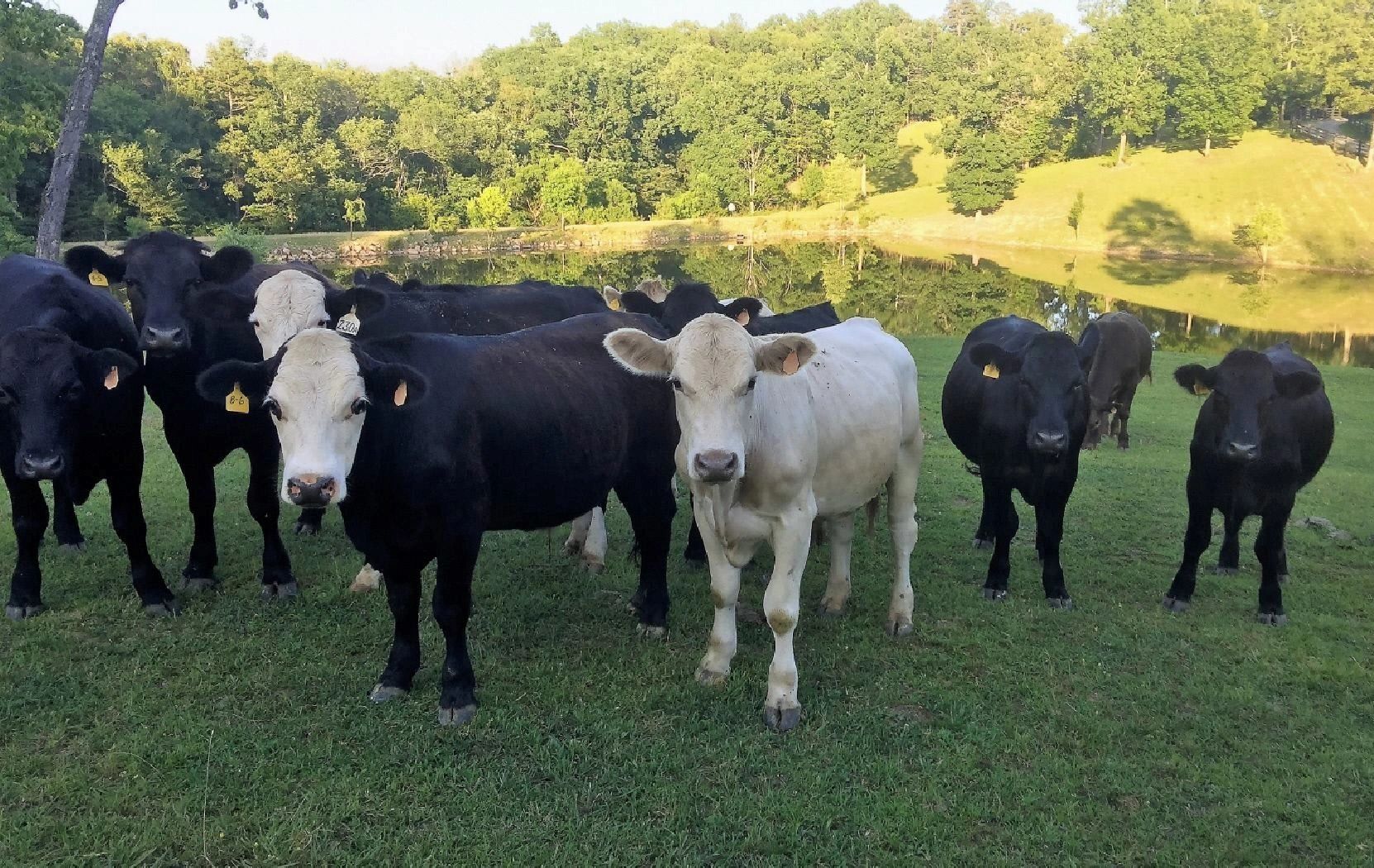 Grass Fed Beef Steers in Chattanooga - Standefer Farms