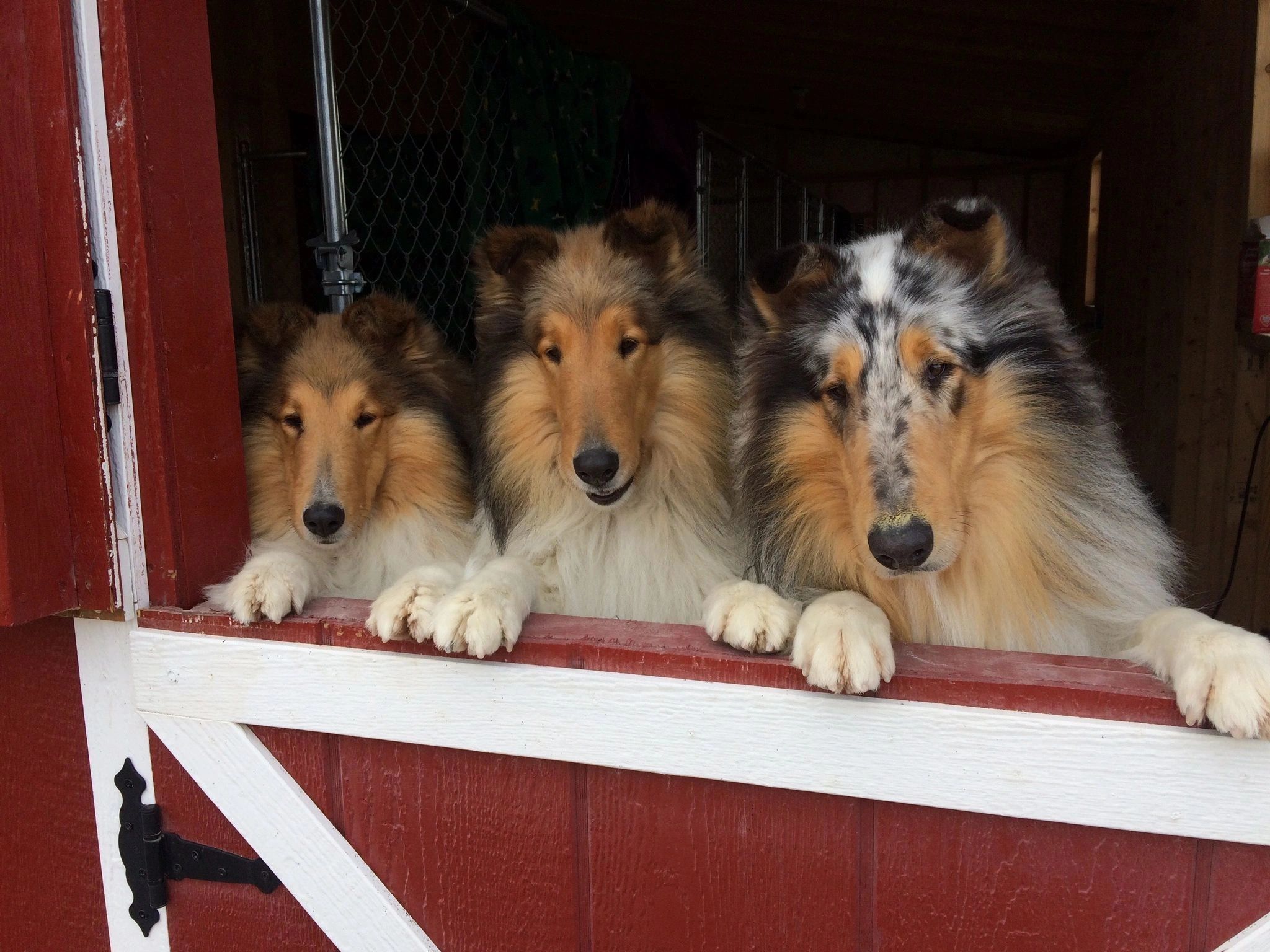 Longview Collies - Rough Collies, Breeder