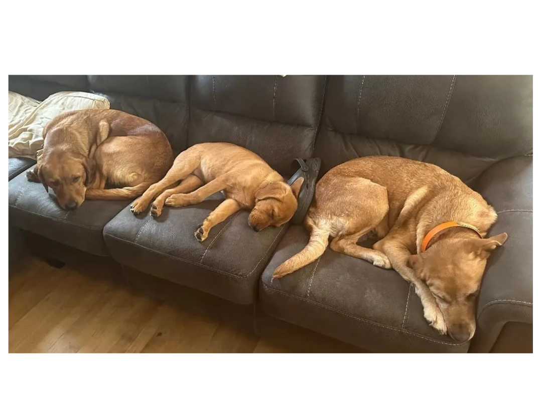 Rockcastle Labs - Labrador Puppies, Labrador Retriever, Breeder