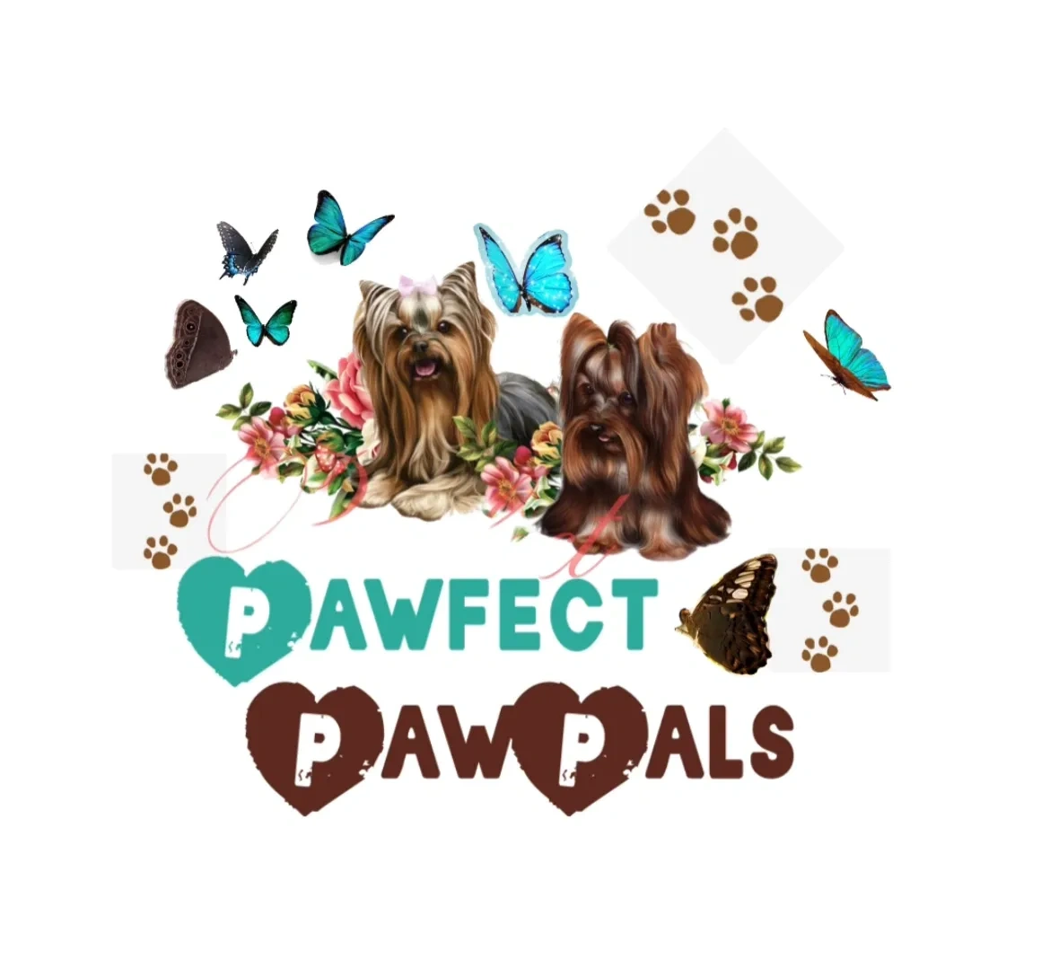 Find Your Perfect Yorkie Puppy