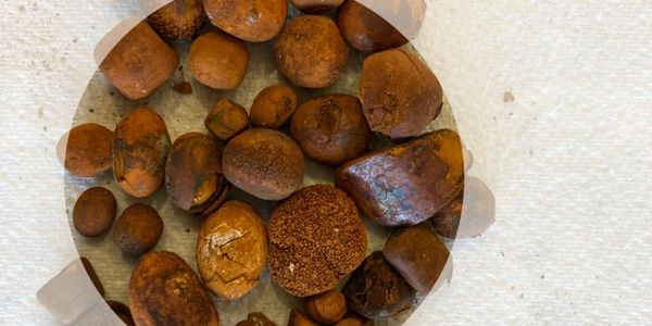 Cattle Gallstones UK