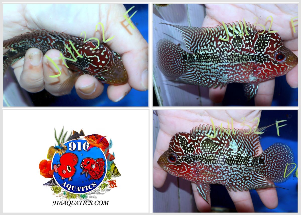 3.5 INCH FEMALE SUPER RED DRAGON LIVE FLOWERHORN #JN132
