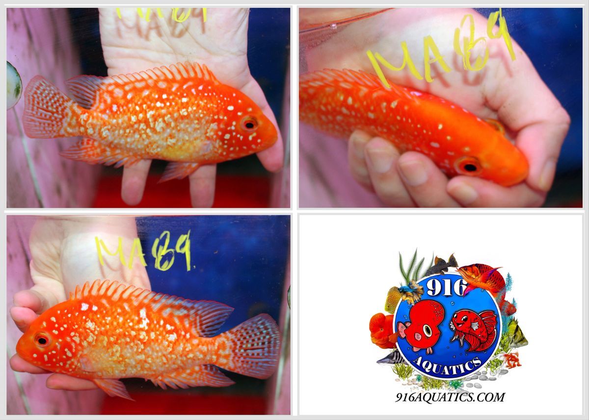 5 INCH SUPER RED TEXAS LIVE CICHLID #MA89