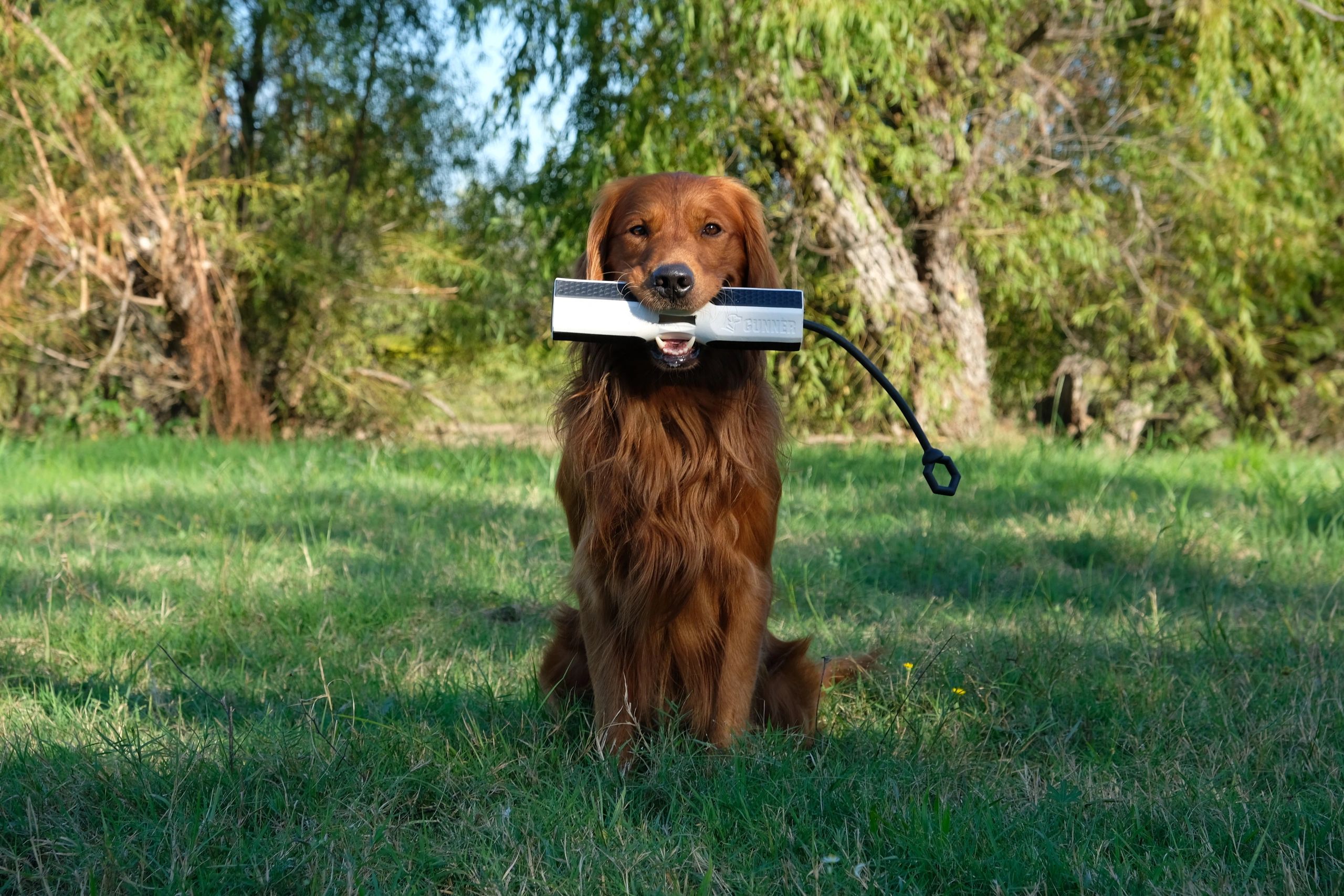 Specializing In Field Bred Golden Retriever Breeding - Excellent ...