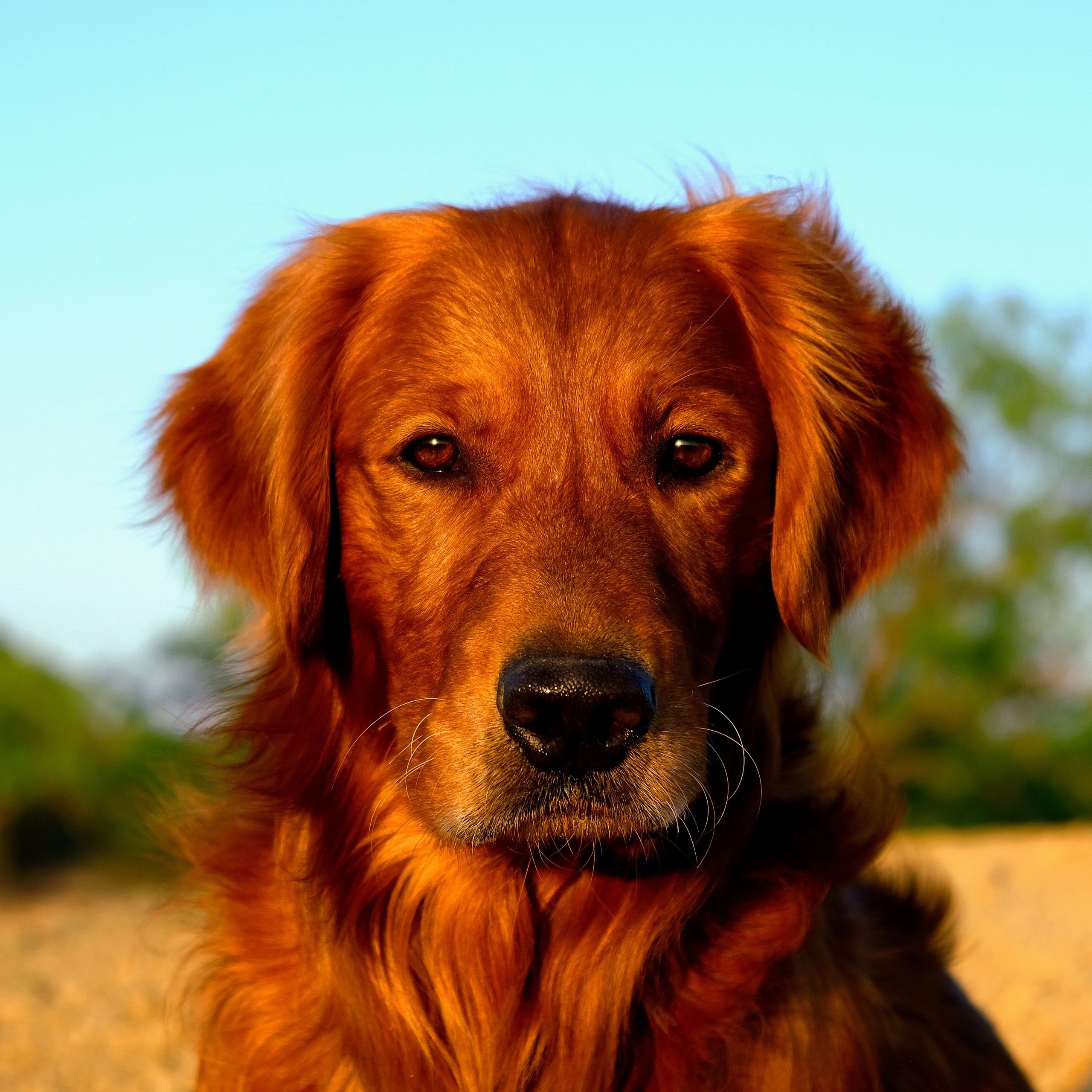Specializing In Field Bred Golden Retriever Breeding - Excellent ...