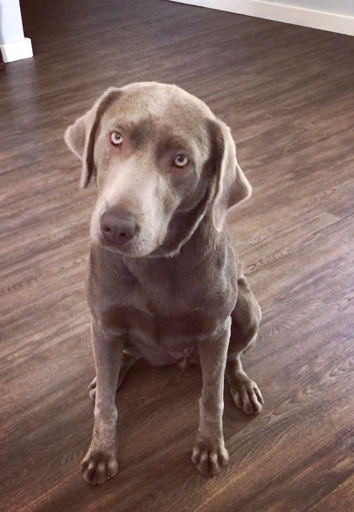 How To Breed Silver Labradors