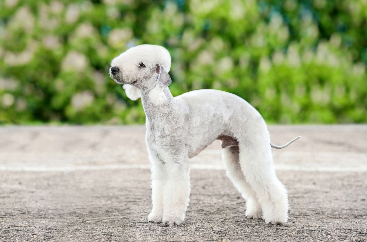 How Do You Groom Mudhol Hound
