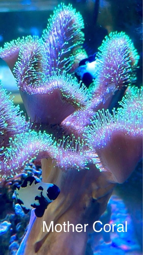 Australian Leather Coral / Toadstool