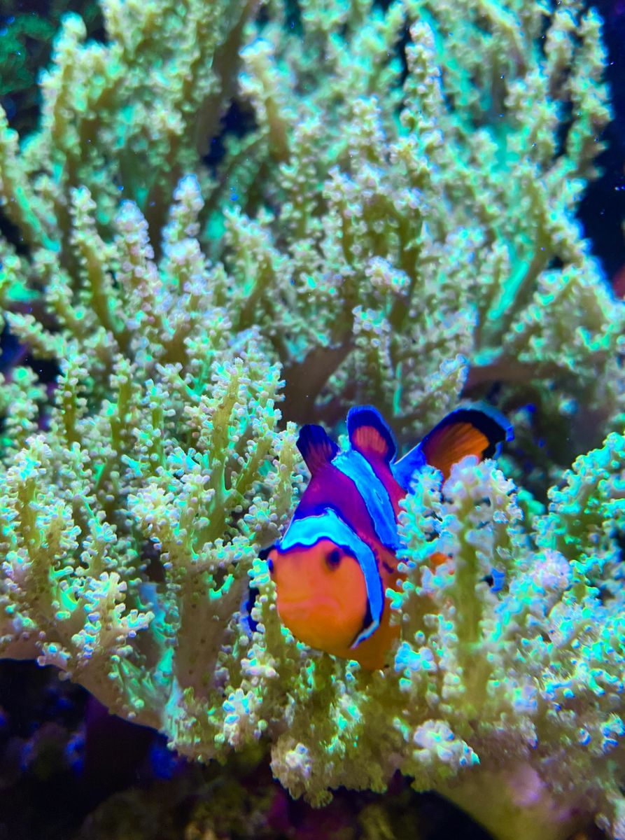 Aquacultured Neon Green Sinularia - Large Frag
