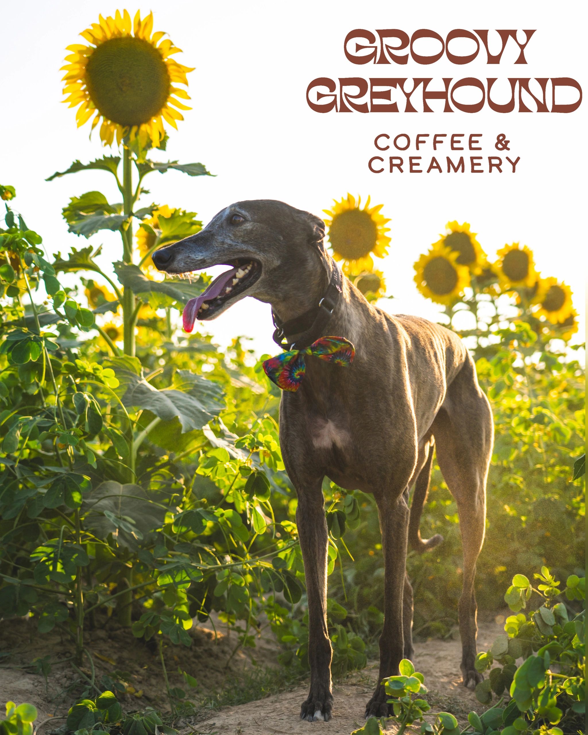 Groovy Greyhound Coffee & Creamery