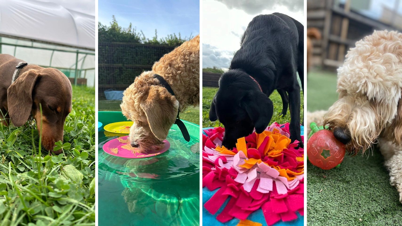 Best Doggy Daycare Services