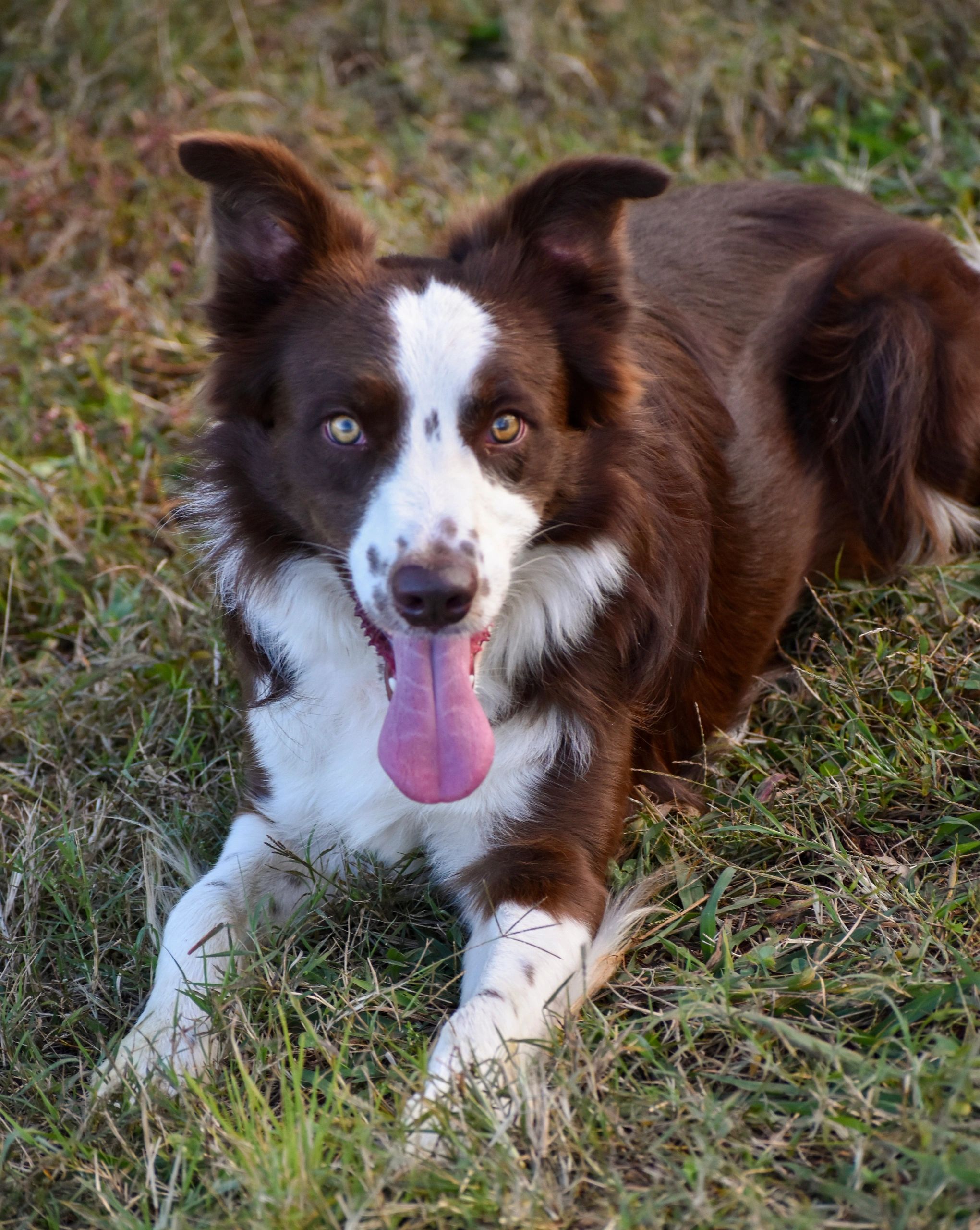 What Are Collies Used For