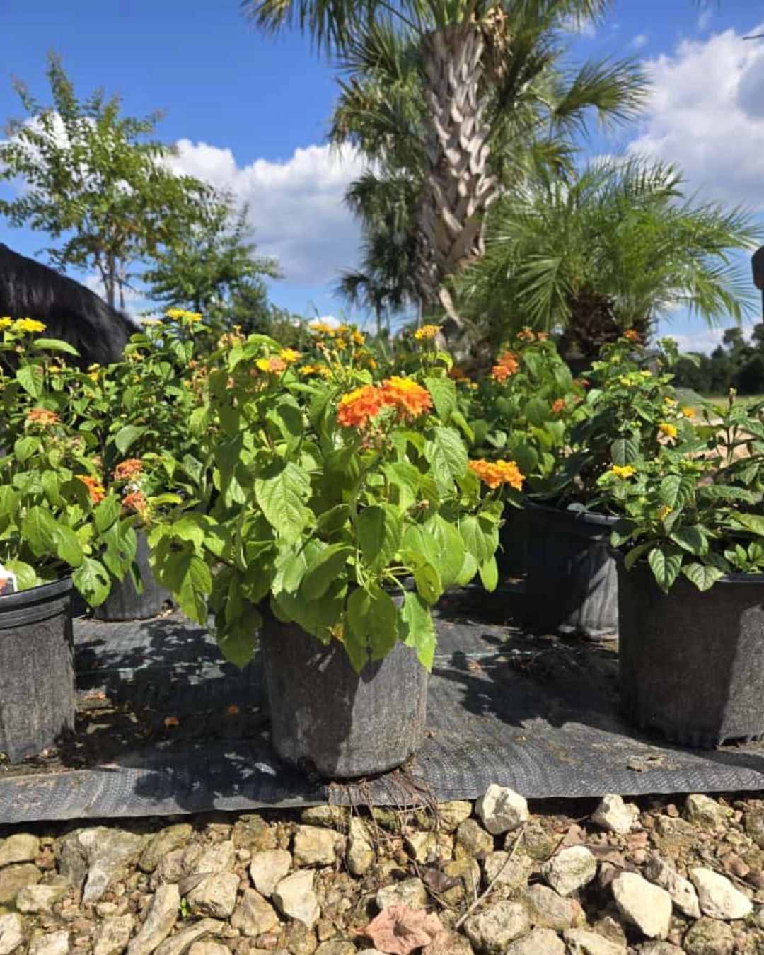 Tree Valley Nursery: All Your Gardening Needs