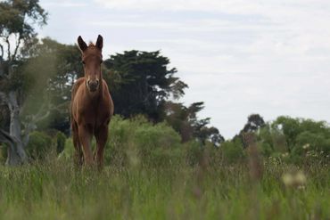 Slater Thoroughbreds | Go Slater