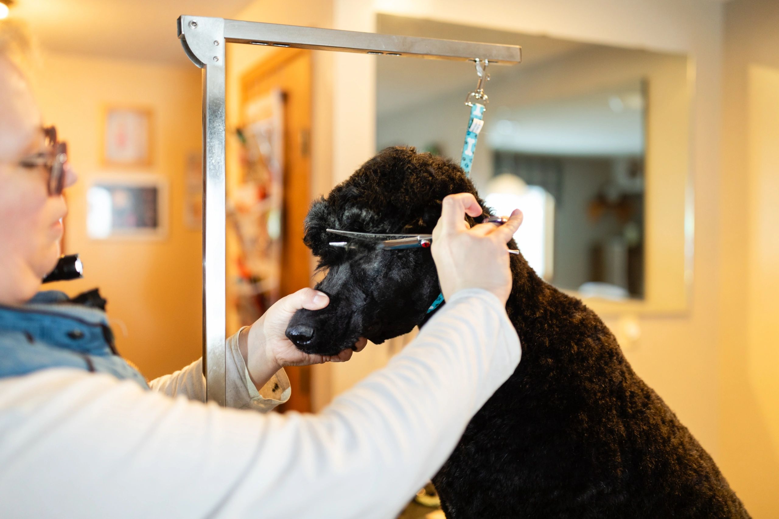 Unleash Your Pets Style - Dapper Dog Do