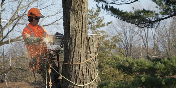 Able Tree Service Inc.