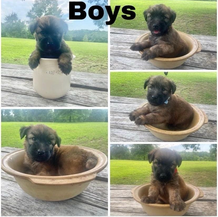 Kayo's Kennel - Hypo-Allergenic, Low to No Shed Dogs, Soft Coated ...