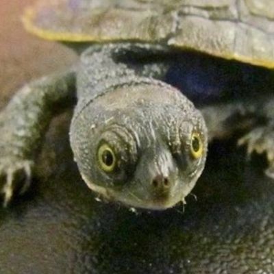 CALIFORNIA TURTLE & TORTOISE SOCIETY - Ecotourism, Travel | CALIFORNIA ...