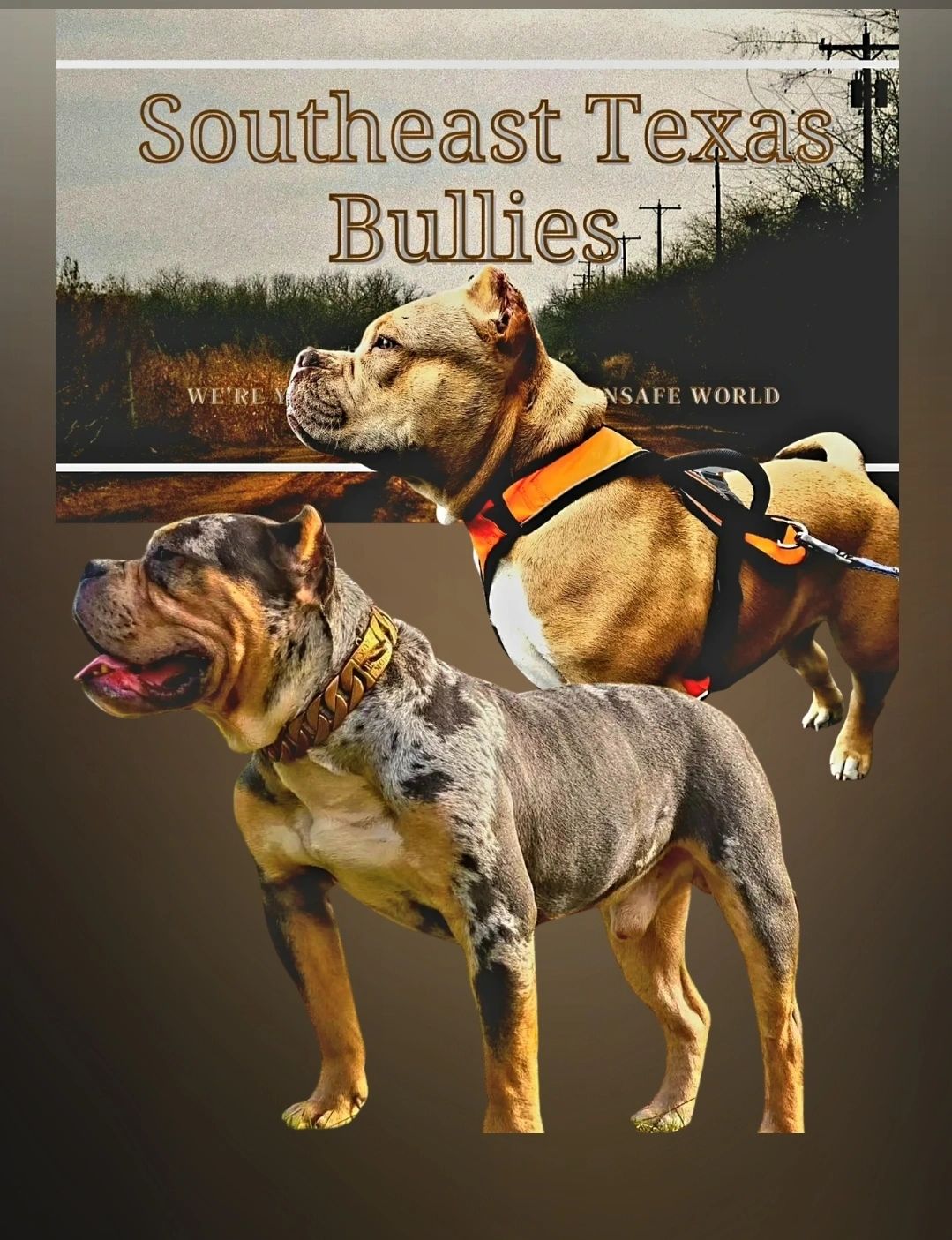 Breeder - American Bully