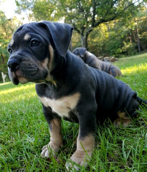Southeast Texas Bullies - American Bully, Breeder